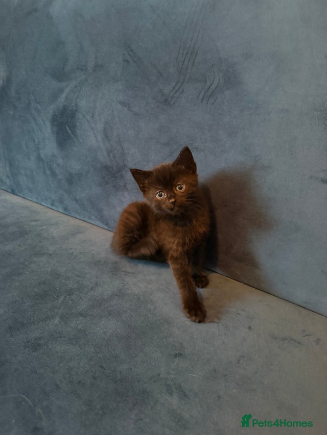 2 female kittens for sale in Nottingham | Pets4Homes