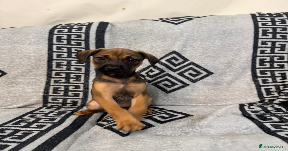 Beautiful Cocker spaniel cross breed puppies for sale in Exeter ...