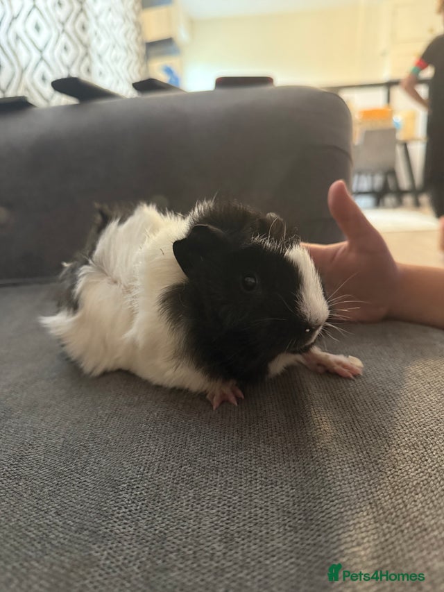 2 male guinea pigs for sale in Swansea | Pets4Homes