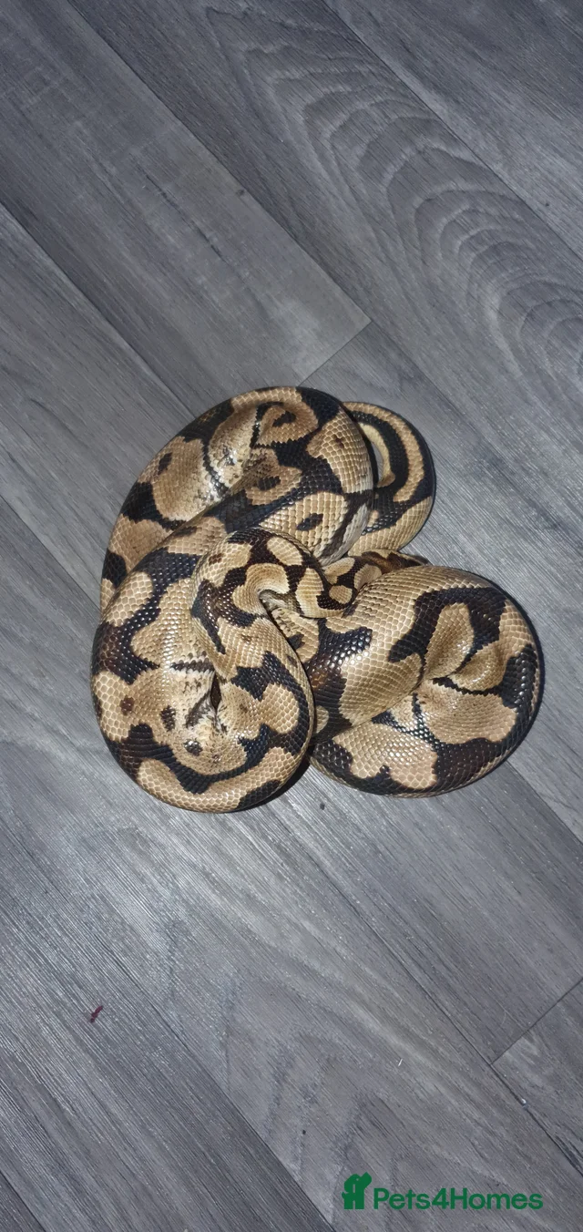 Large pastel male for sale in Leeds | Pets4Homes