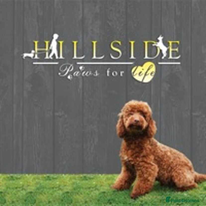 Licensed Kitten Breeders | Pets4Homes