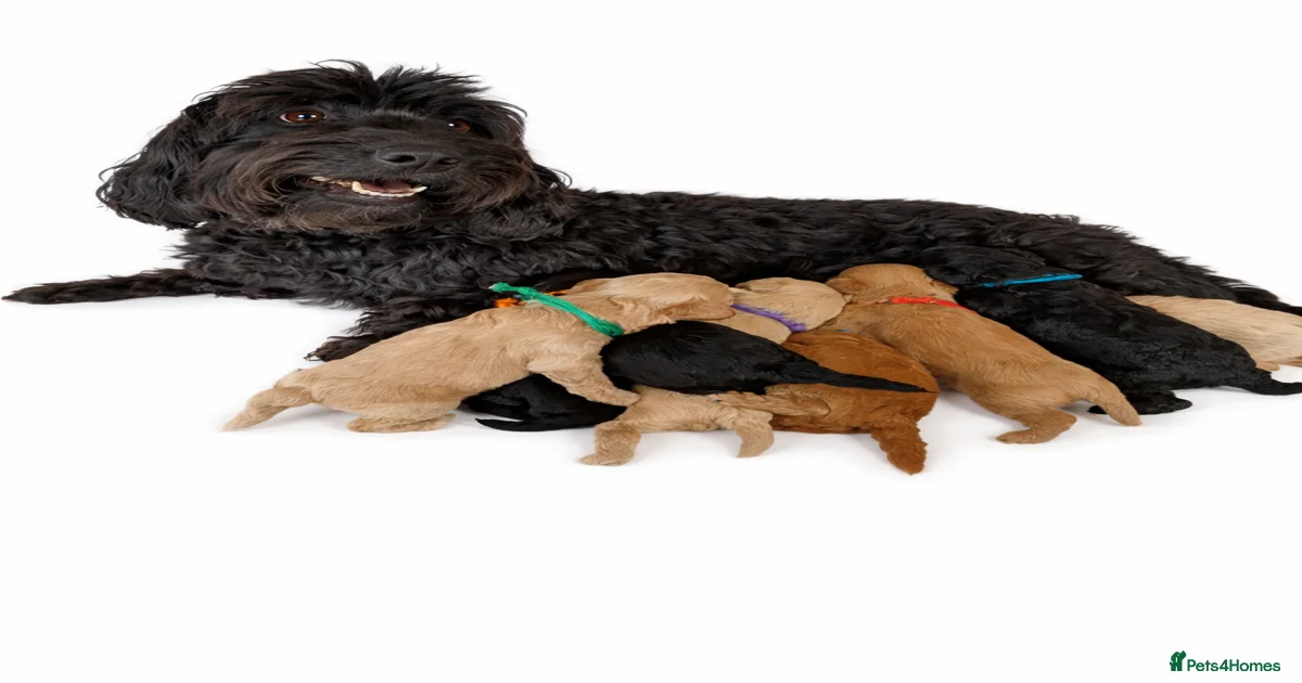 Sky-dogs Jackapoo Puppies for sale | Pets4Homes