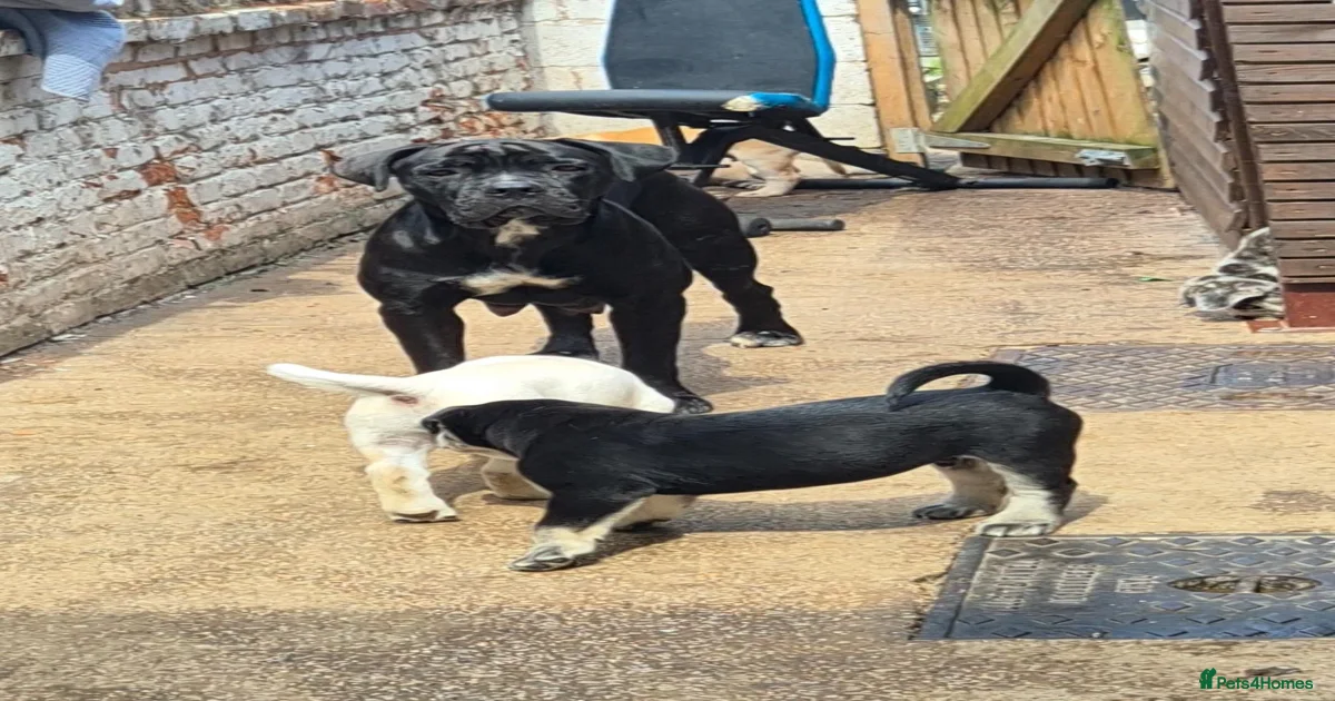 Mixed Breed Puppies for sale | Pets4Homes
