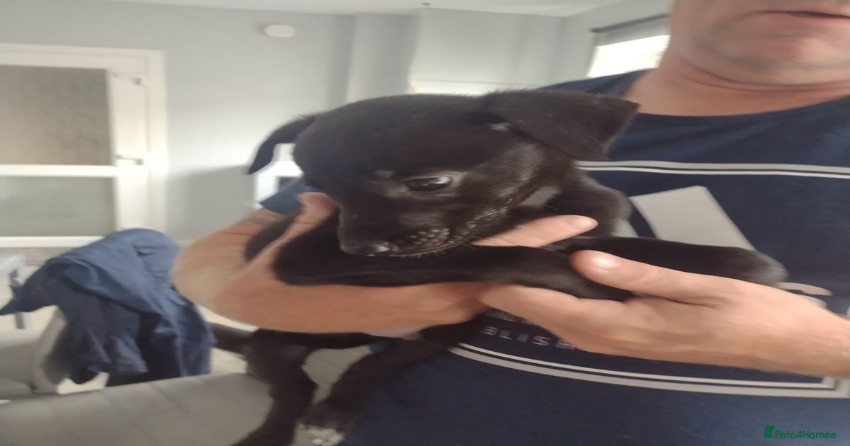 Wheaton bull greyhound boy puppie 8weeks old for sale in Maesteg ...