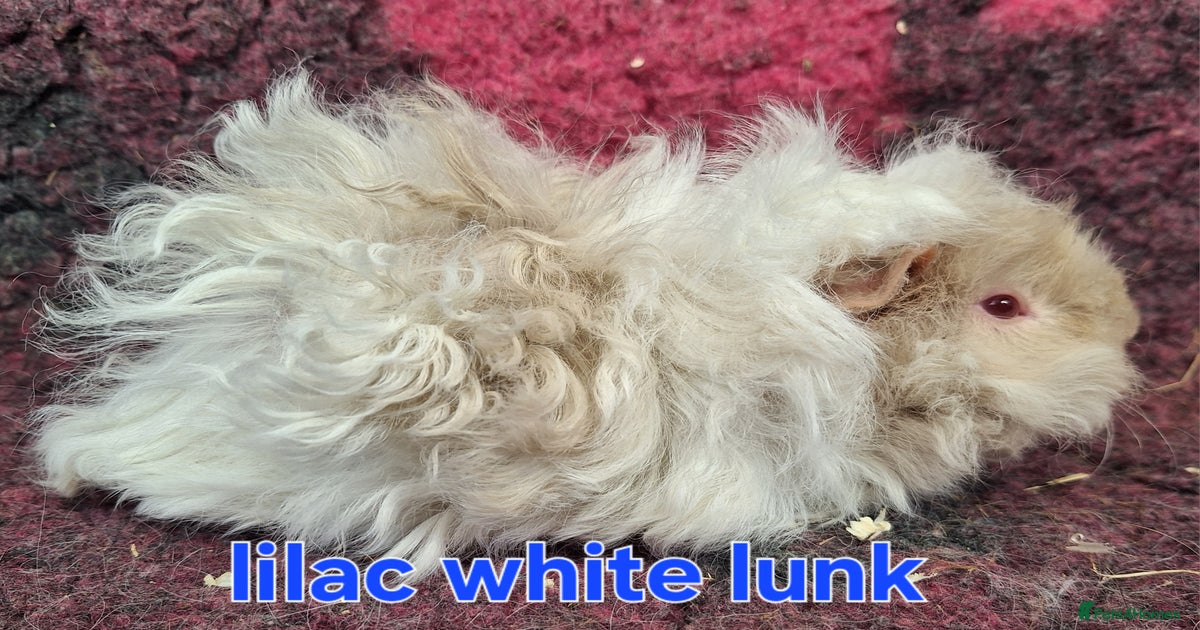 Pairs of lunkarya guinea pig babies for sale in Saltburn-by-the-Sea ...