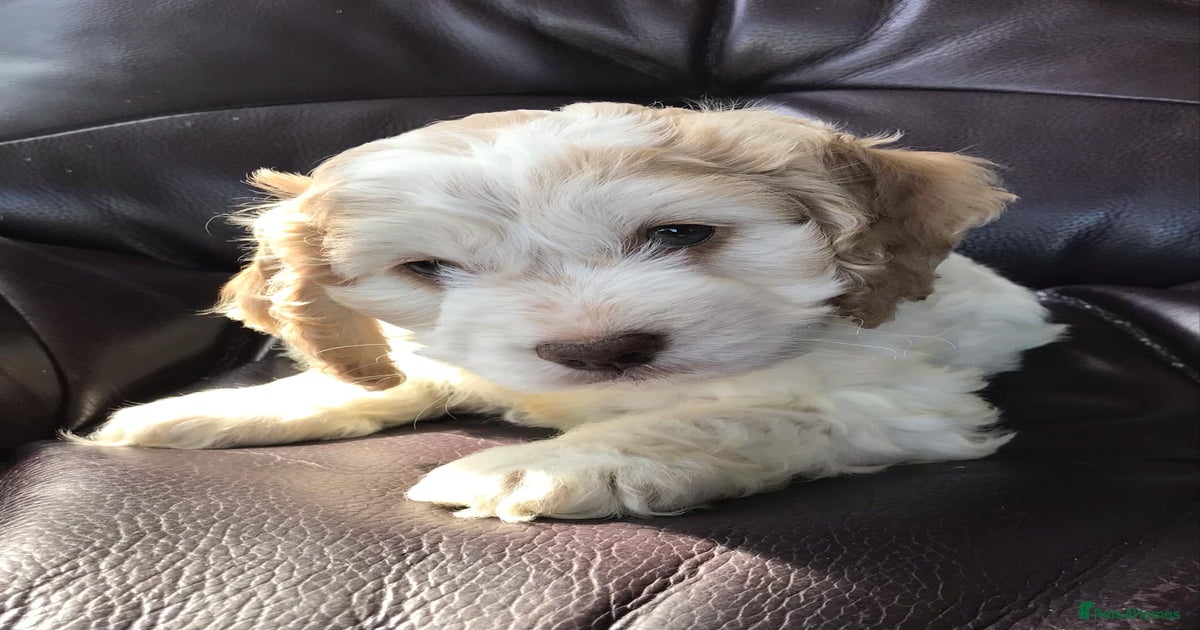 F1 Cockapoo Boys for sale in Maldon | Pets4Homes