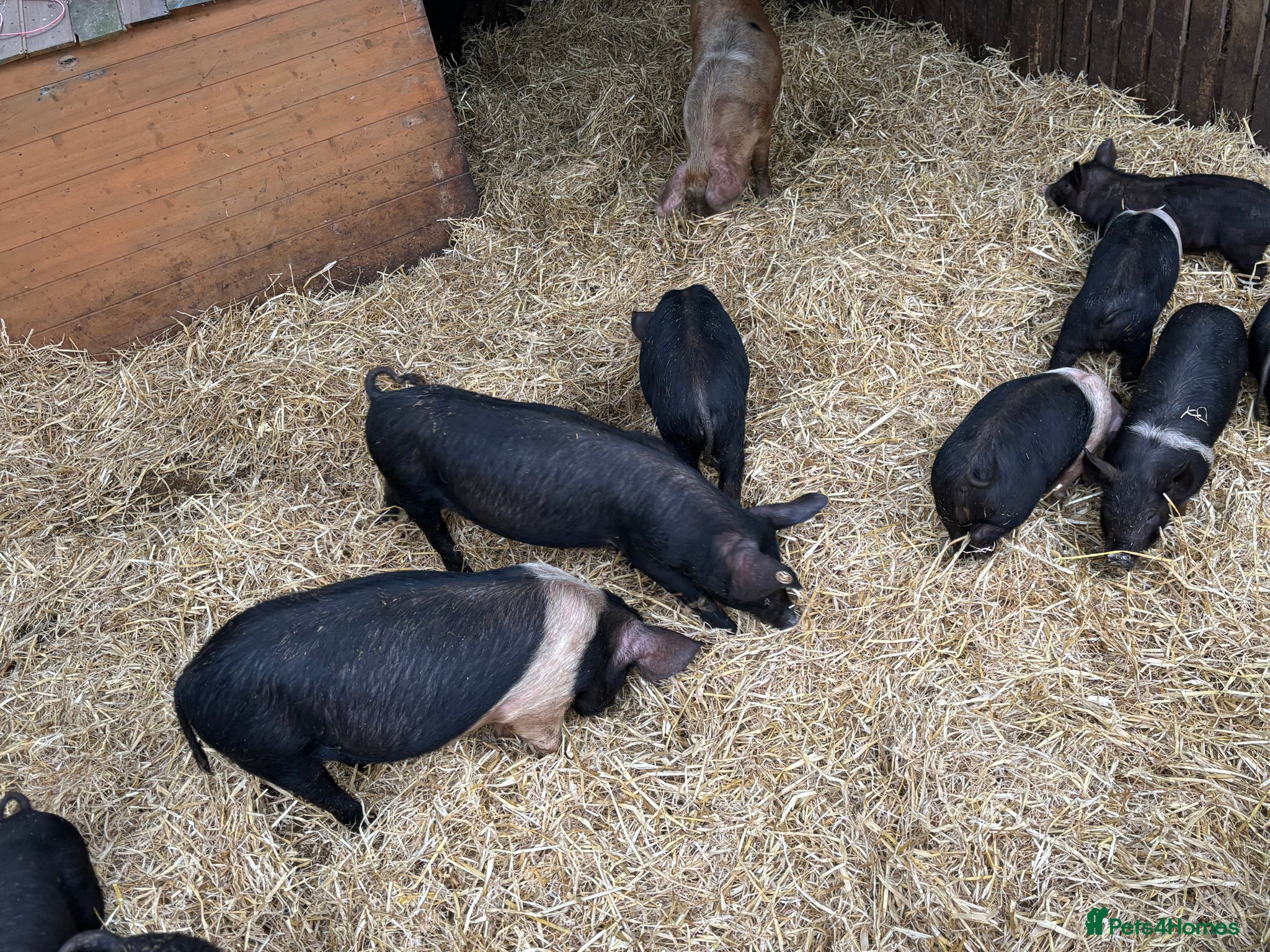 Pig livestock for sale | Pets4Homes