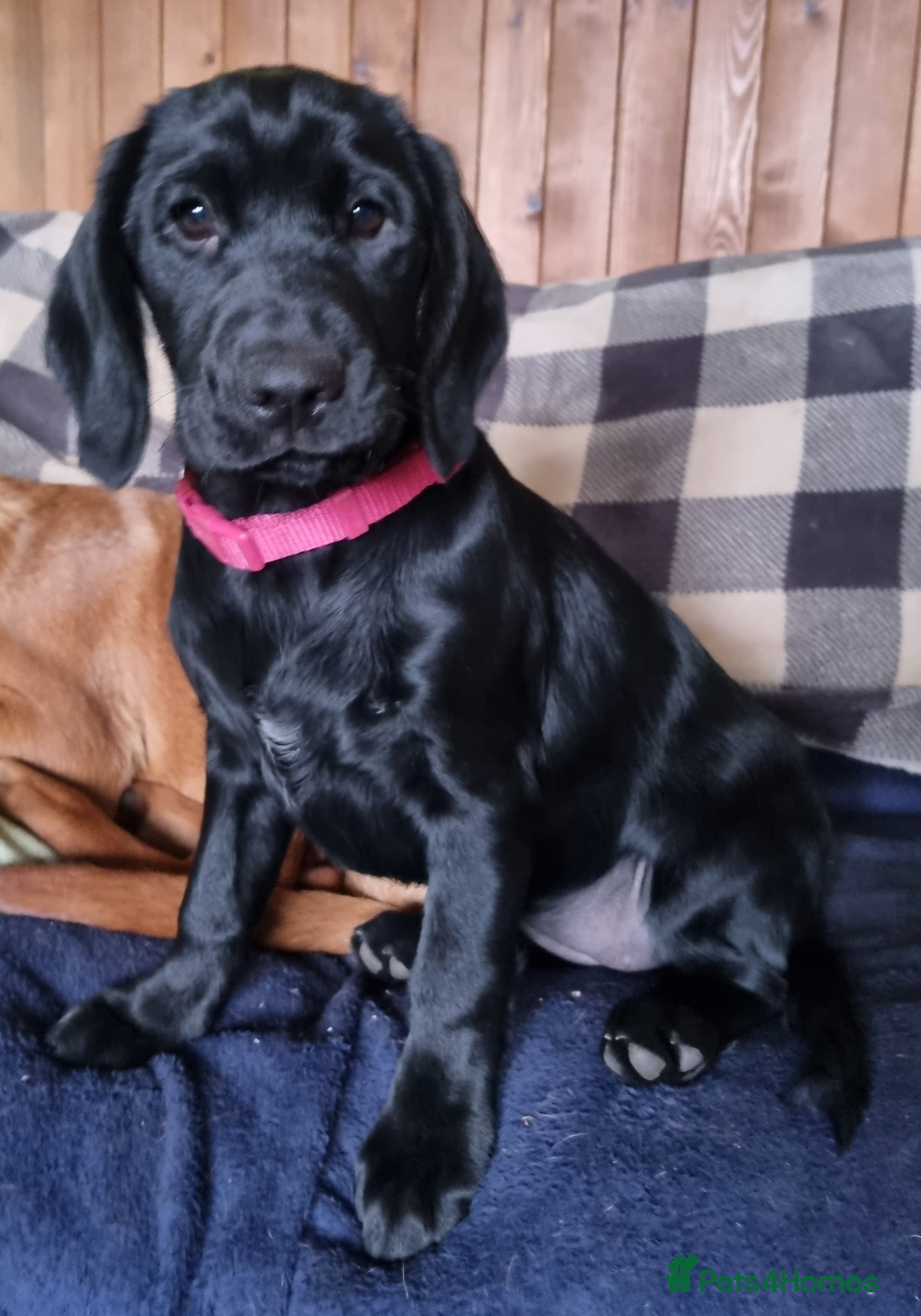Cockerdor (lab x working cocker spaniel) for sale in Cockburnspath ...