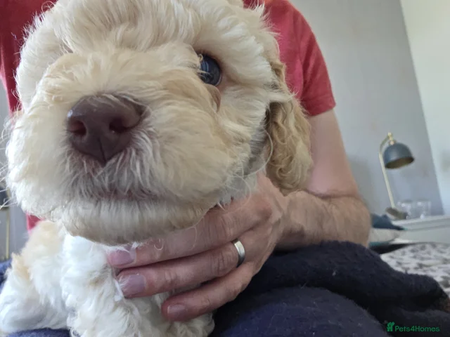 Stunning F2 Cockapoo Puppies–Raised with Mum & Dad for sale in Otley ...