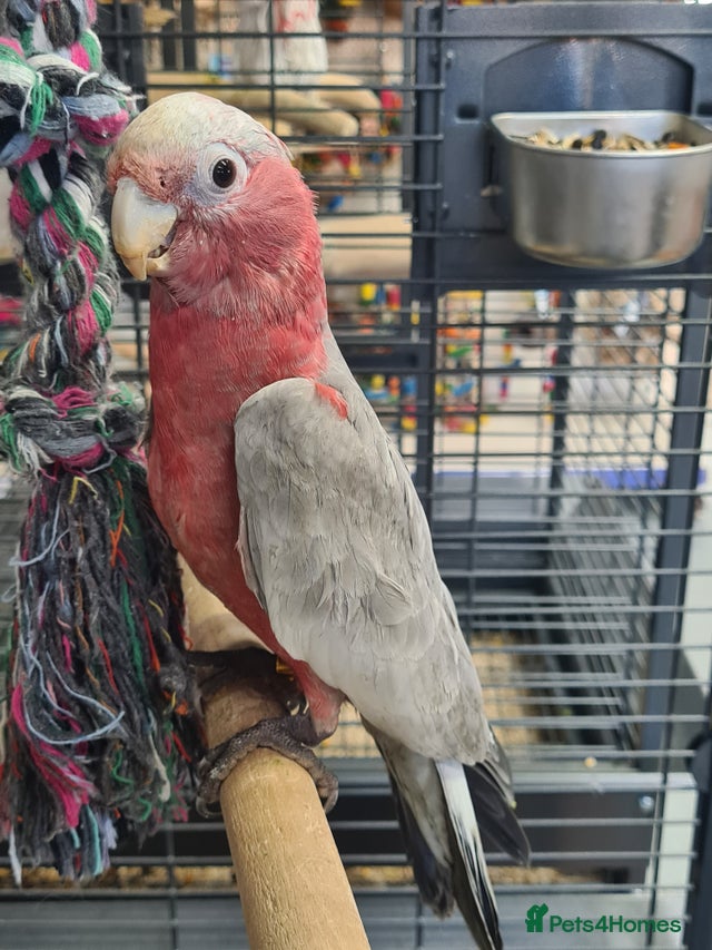 Hand Reared Galah Cockatoos available now for sale in Towcester | Pets4Homes