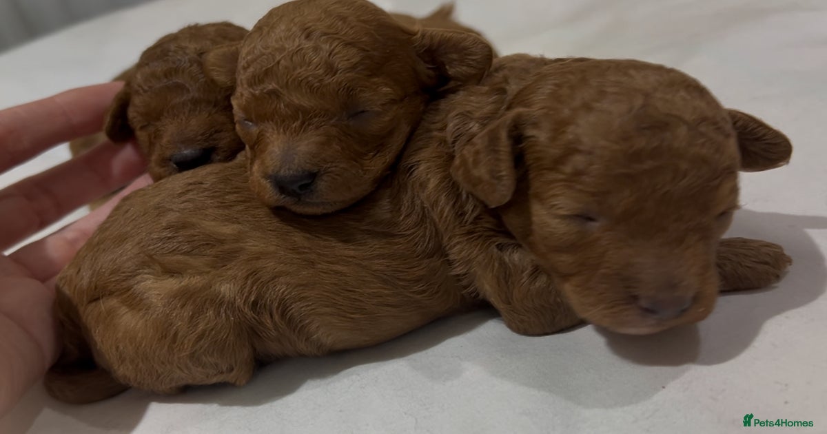 KC reg Red Toy Poodle 5*bred/health checked for sale in Huddersfield ...