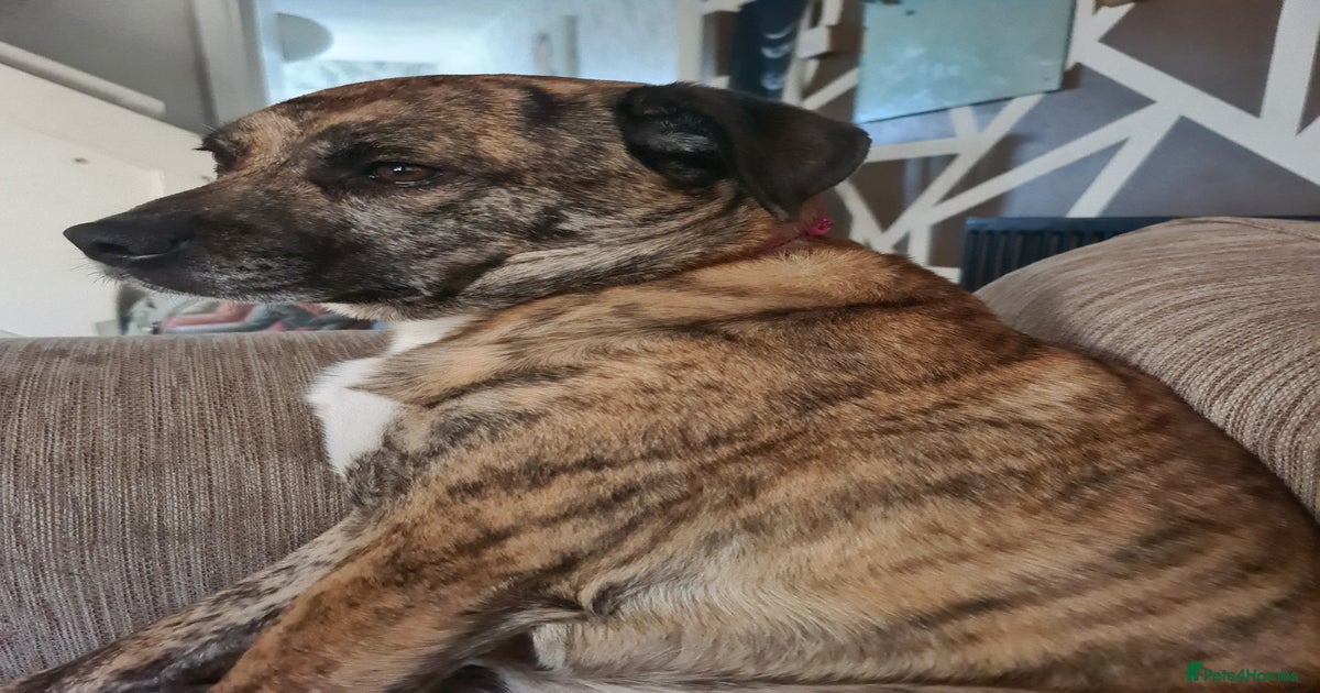 Staffy X Rottweiler X Lurcher X Boxer X Bulmastif for sale in Weston ...