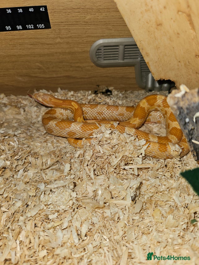 Male corn snake for sale in Reading | Pets4Homes