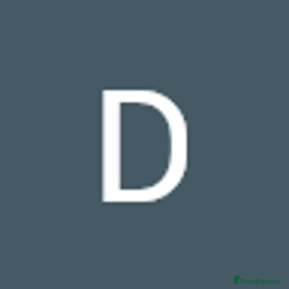 Full Patterdale Terrier puppies for sale | Pets4Homes