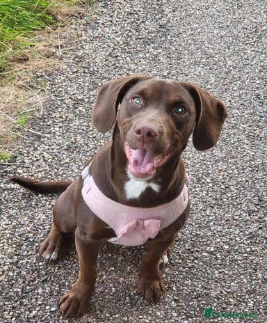 Cockador Puppies for sale | Pets4Homes