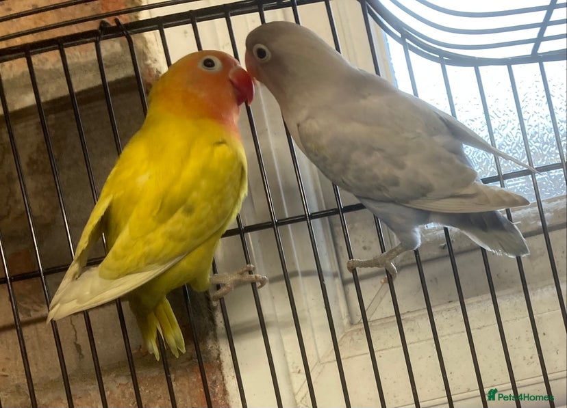 Love Birds for sale for sale in Southampton | Pets4Homes