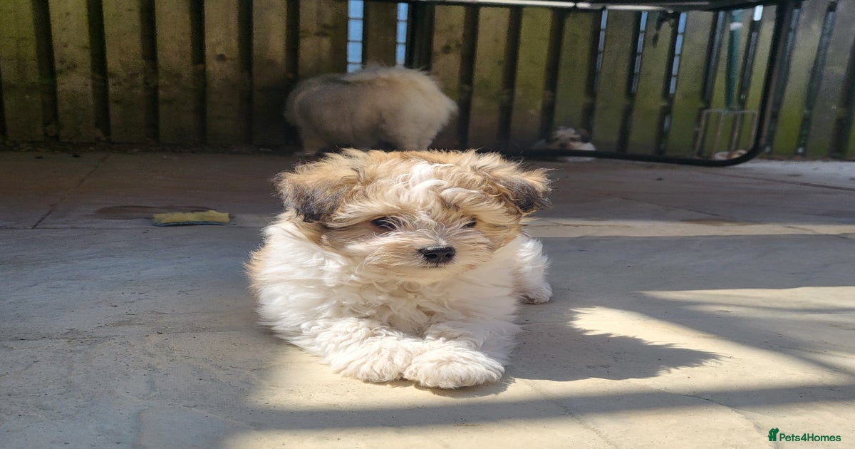 Fluffy Pomapoo Boy – Toy Poodle x Pomeranian for sale in Eastbourne ...