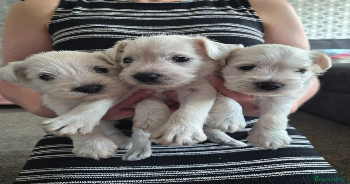 Miniature Schnauzer Puppies for sale in England | Pets4Homes