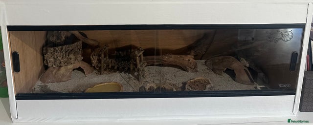 Yellow Leopard Gecko + Full setup for sale in London | Pets4Homes