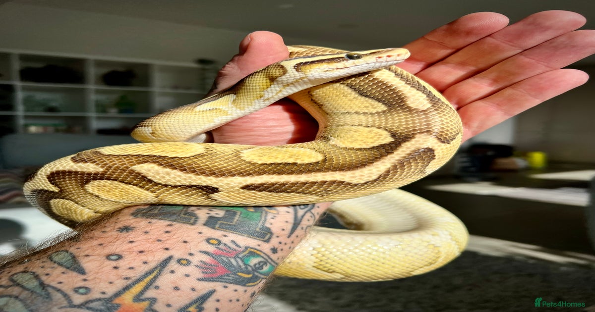 Royal Python Calico Lesser Pastel for sale in Dudley | Pets4Homes