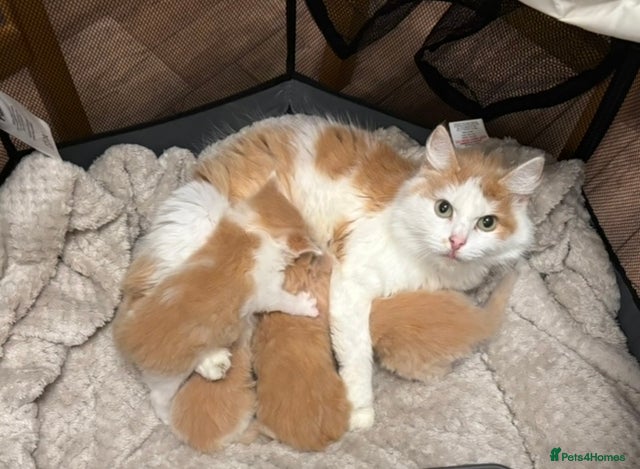 3 Male Dilute Ginger/White kittens Half Ragdoll for sale in Northampton ...