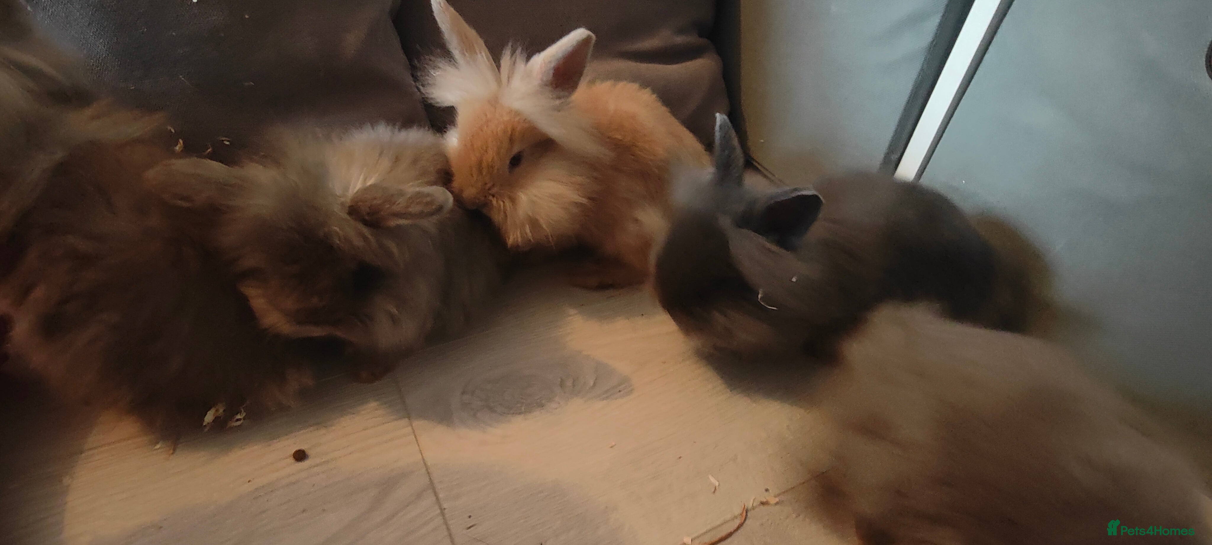 M & F Mini Lionhead Lops. Ready to leave for sale in Ormskirk | Pets4Homes