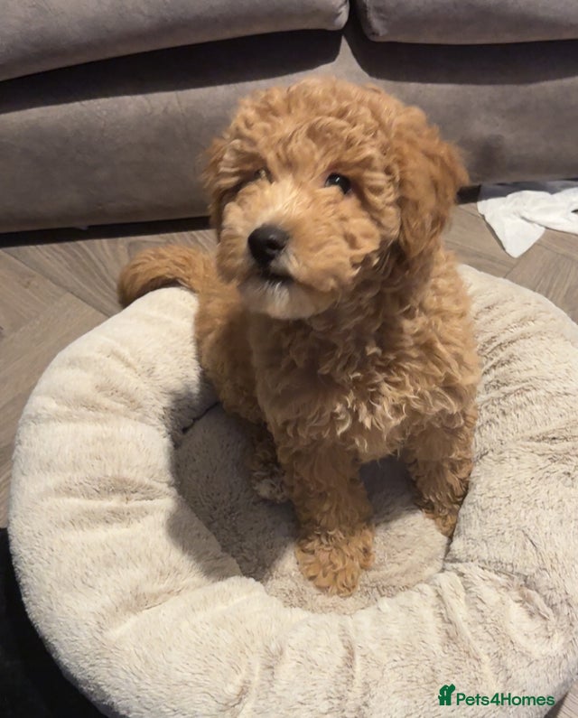 Miniature Poodle male puppy for sale in Bonnyrigg | Pets4Homes