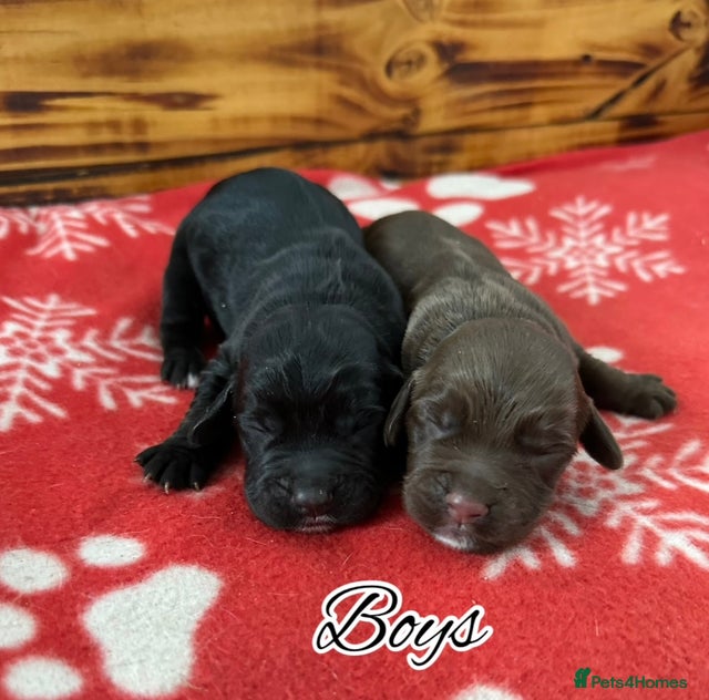 KC Health Tested Cocker Spaniels for sale in King's Lynn | Pets4Homes