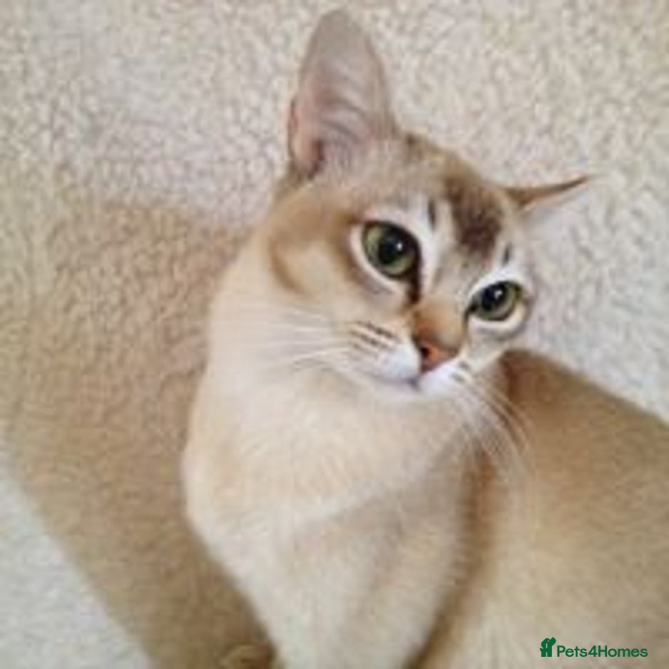 Burmilla Cats Breed - Information, Temperament, Size & Price | Pets4Homes