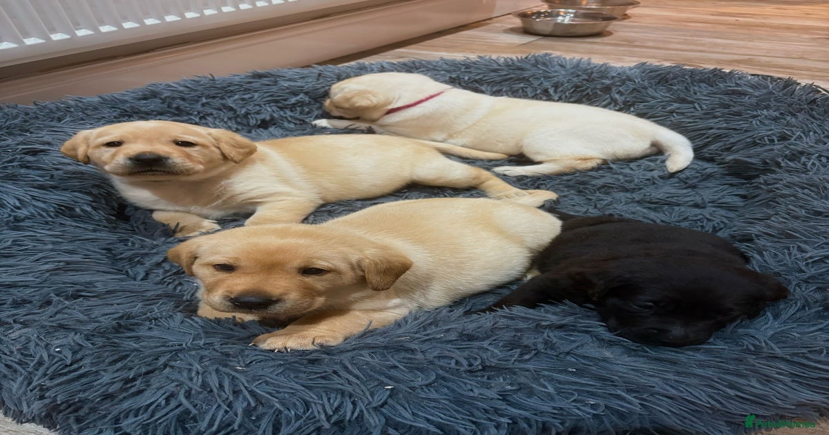 9 Labrador Retriever Puppies for sale in Wolverhampton | Pets4Homes