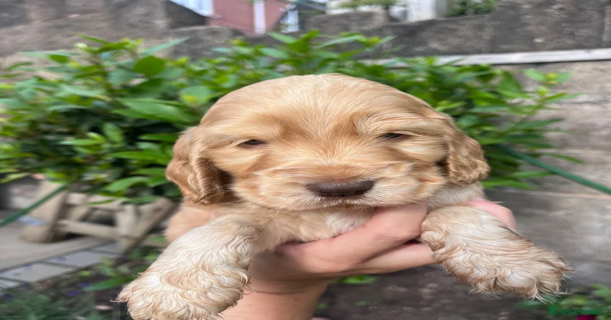 Cocker spaniel Cocker Spaniel Puppies for sale | Pets4Homes