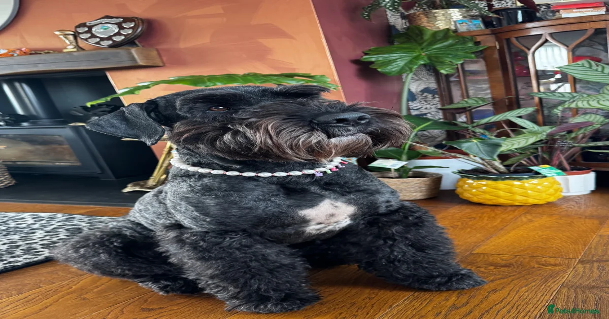 Mixed Breed Puppies for sale | Pets4Homes