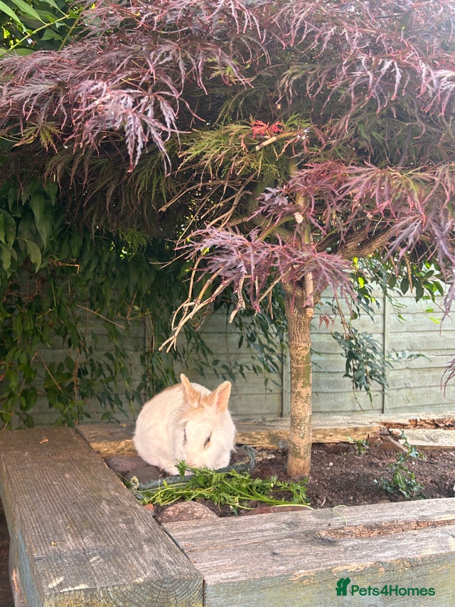 Hilda lionhead rabbit for sale in Coalville | Pets4Homes