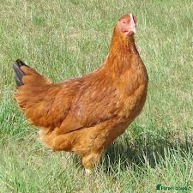 Chickens for sale for sale in Stafford | Pets4Homes