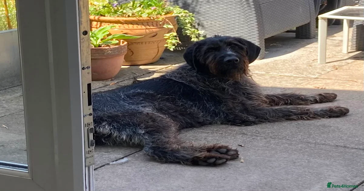 German Wirehaired Pointer Dogs for adoption in Rainham, Greater London ...