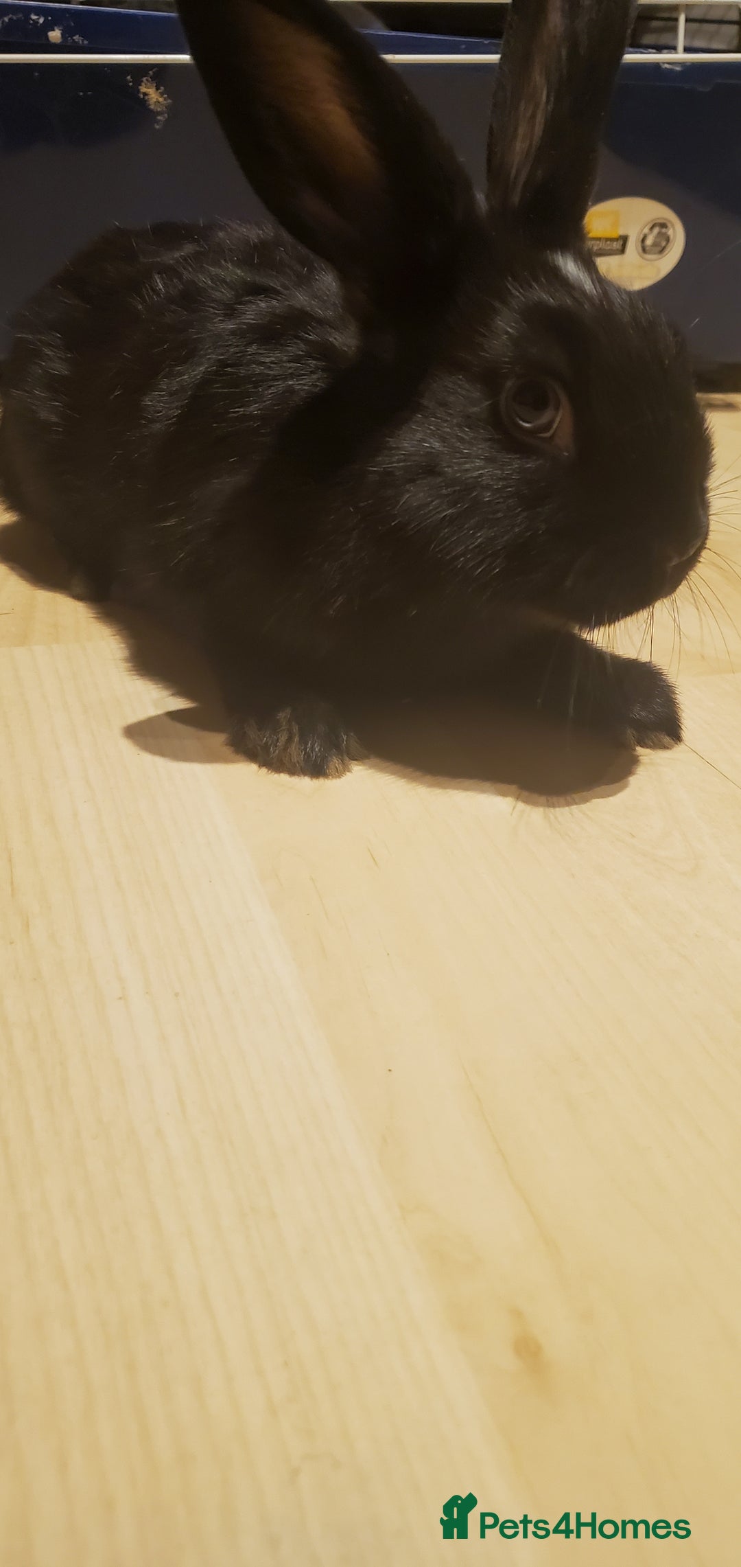 Lovely rabbits for sale in London | Pets4Homes