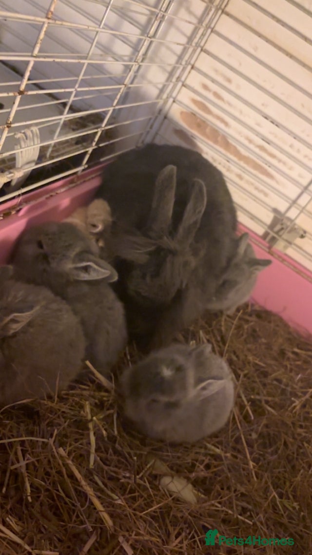 Lion head / mini lop mix baby male rabbits for sale in Tredegar ...