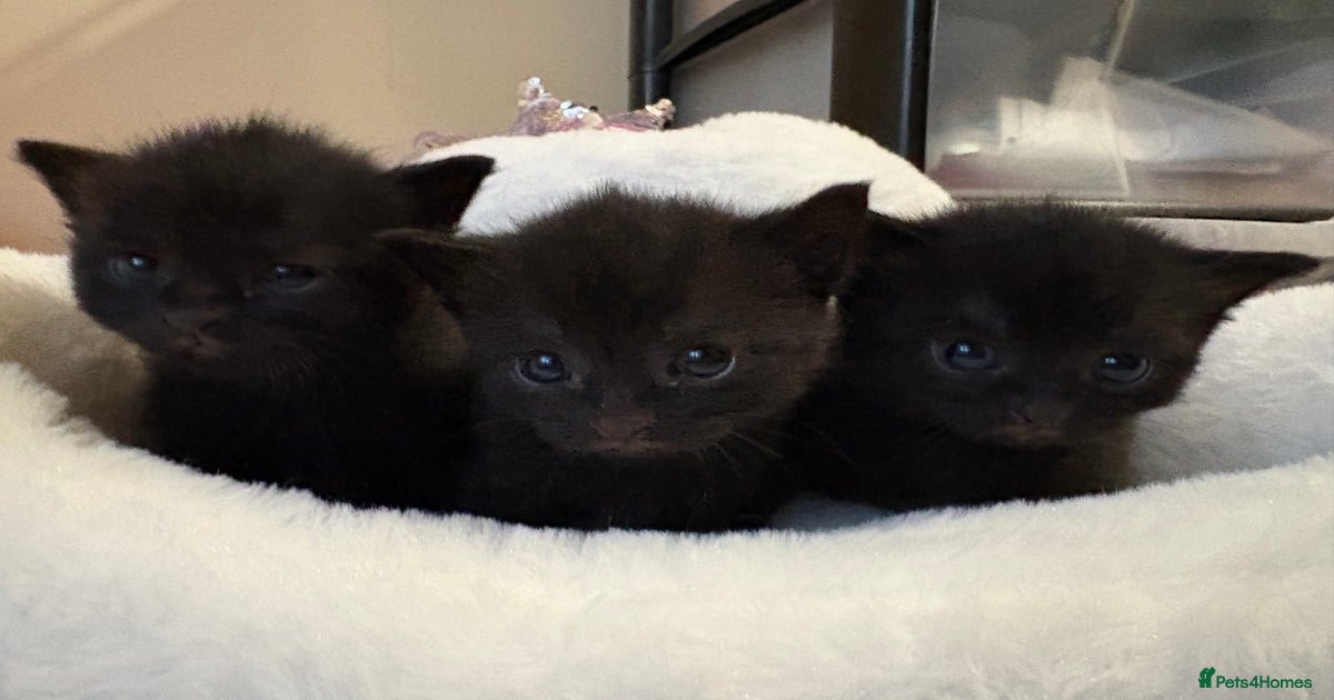 Black british shorthair kittens for sale in London | Pets4Homes