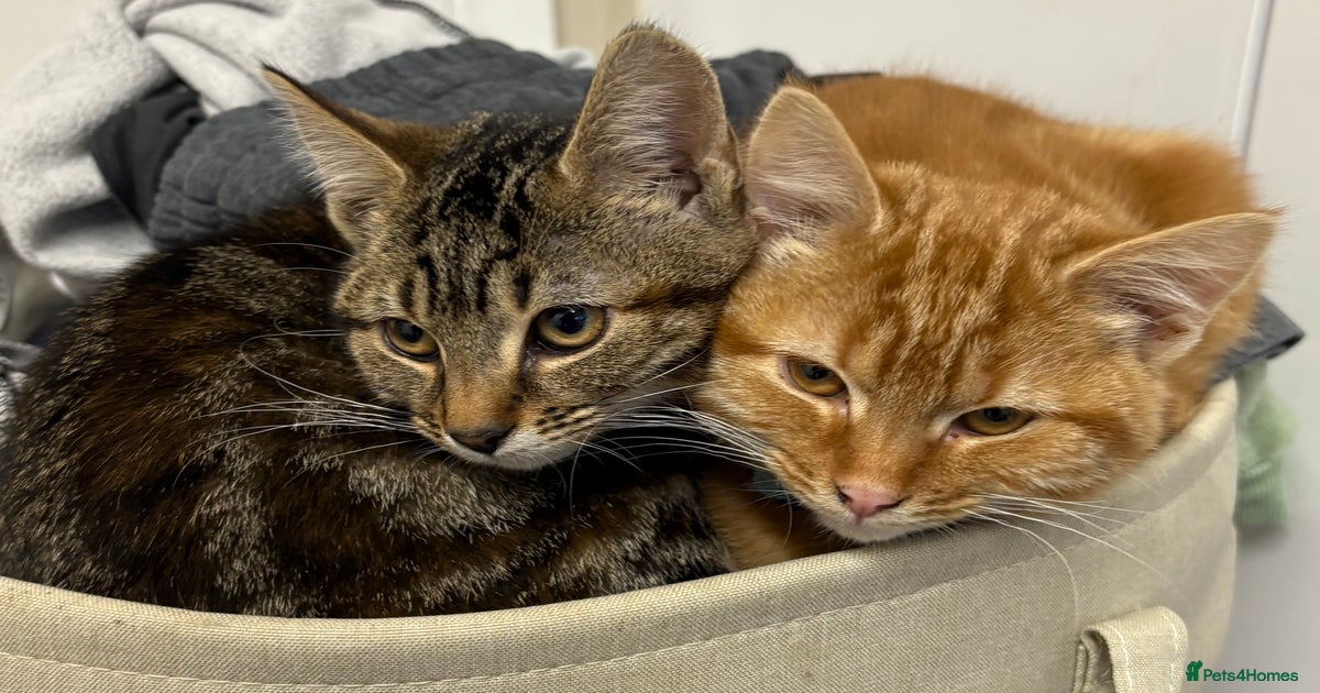 1 ginger girl 1 tabby girl for sale in Harlow | Pets4Homes