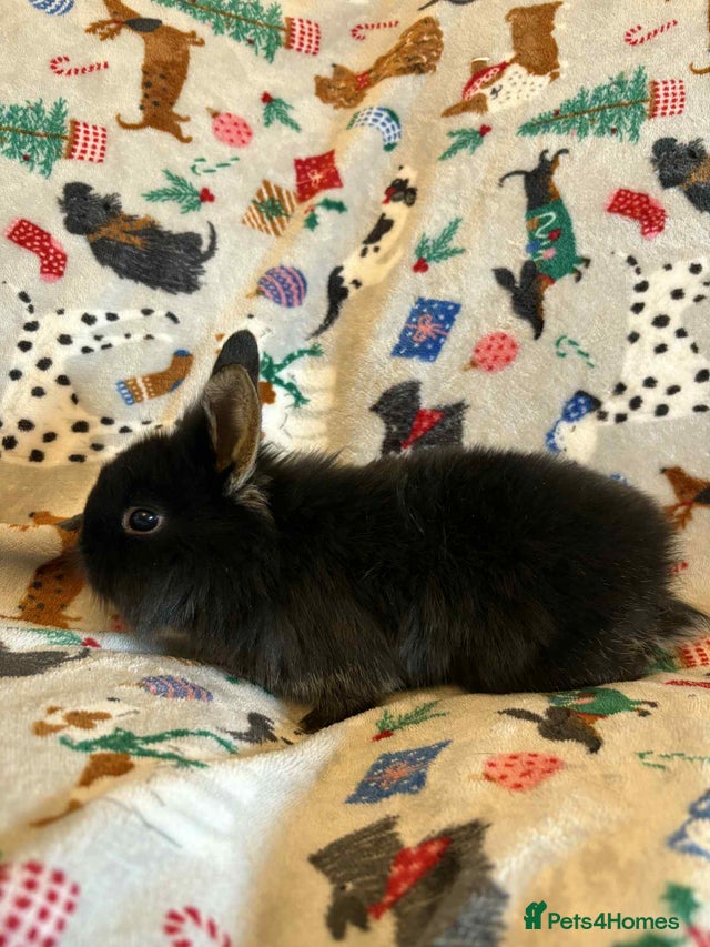 Baby rabbits ready now for sale in Tilbury | Pets4Homes