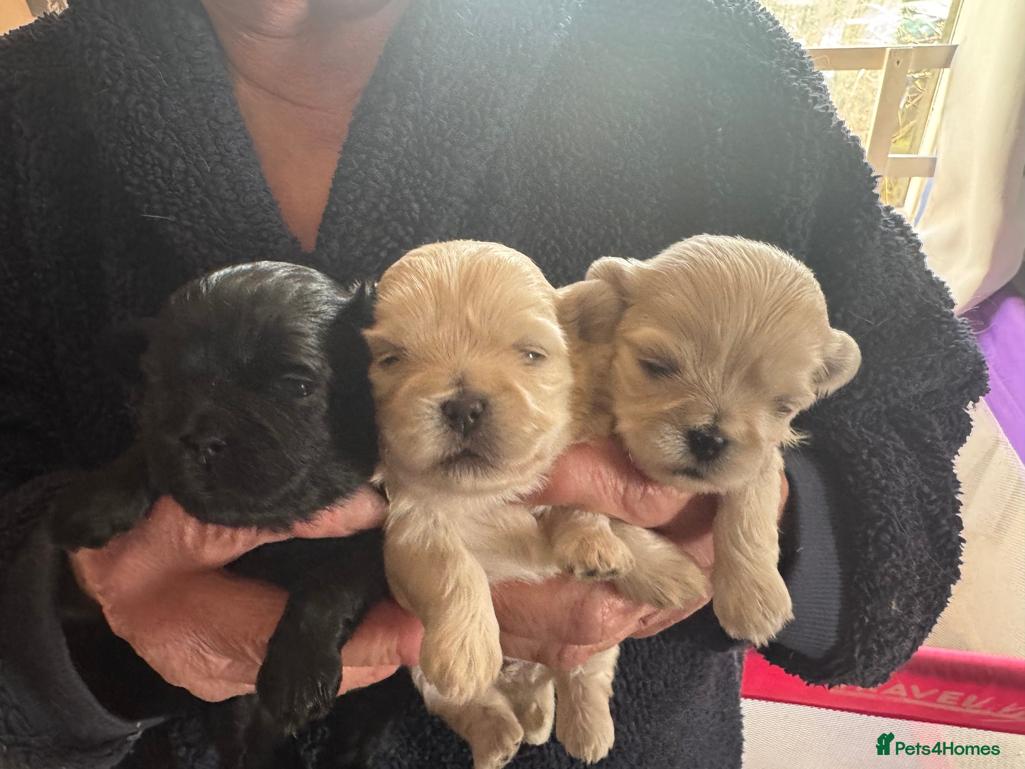 Malshi Dogs Breed - Information, Temperament, Size & Price | Pets4Homes