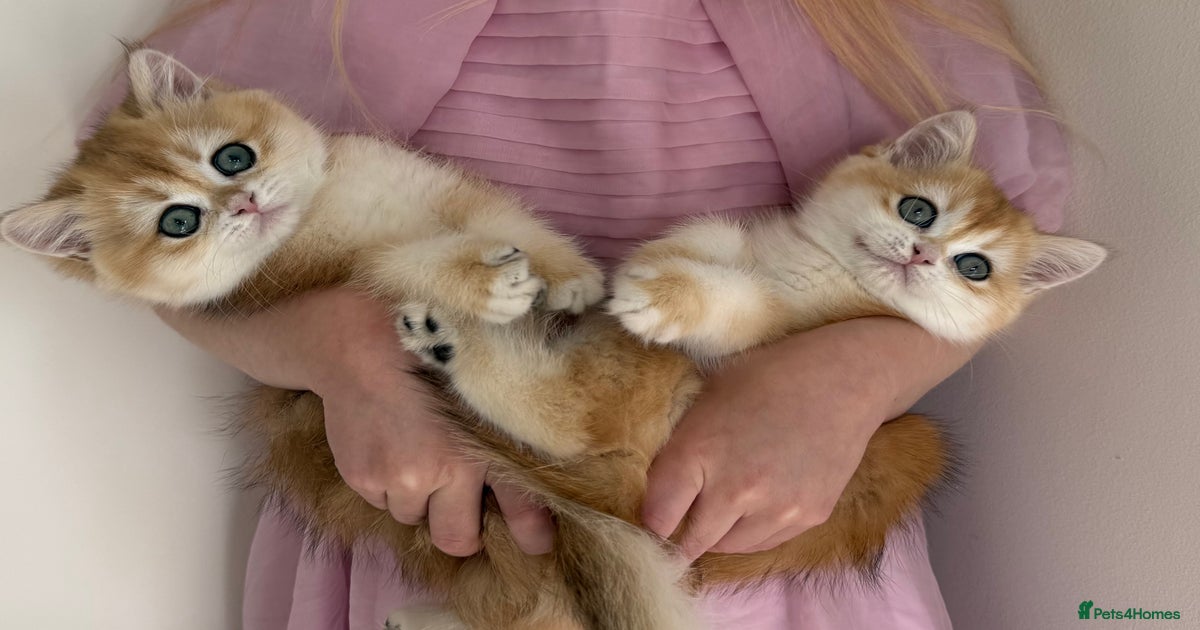 Golden British shorthair kittens NY12 for sale in Maidstone | Pets4Homes