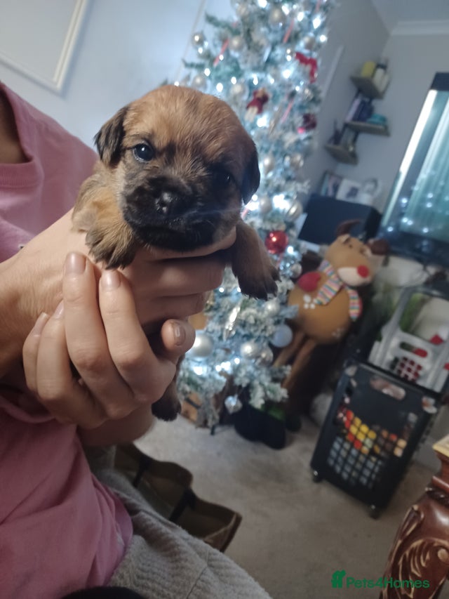 3 beautiful border terrier puppies for sale in Halesowen | Pets4Homes