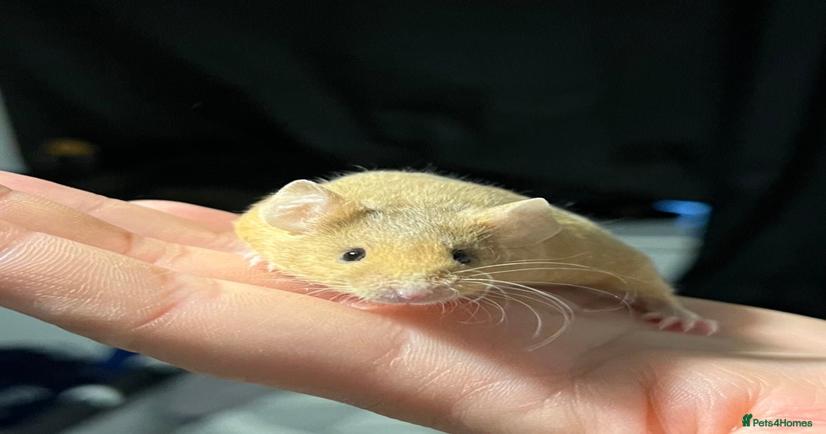 Wonderful Ethically Bred Pet Mice for sale in Wantage | Pets4Homes