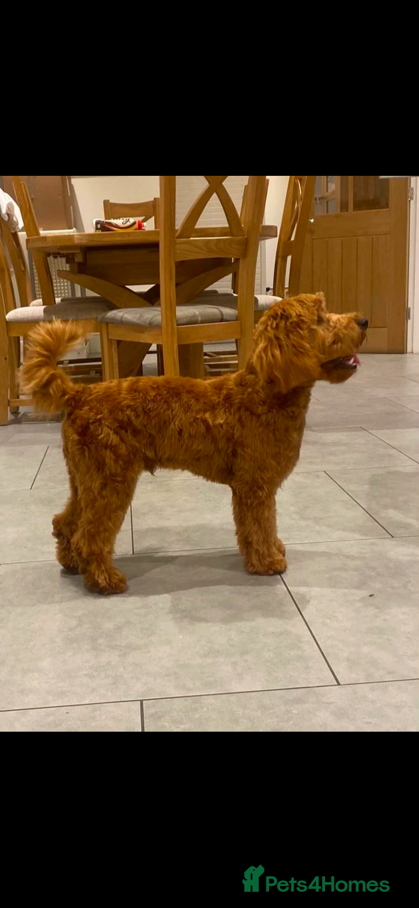 Beautiful apricot Cockapoo for stud !!! for stud in Market Drayton ...