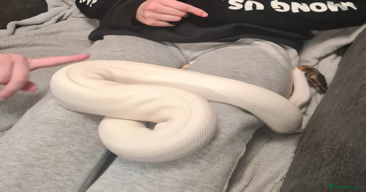 Piebald Ball python. for sale in Ashford | Pets4Homes