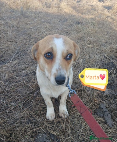 Free Dogs for adoption | Pets4Homes