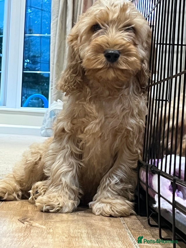 Healthy Cockapoos boys fully vaccinated for sale in Coventry | Pets4Homes