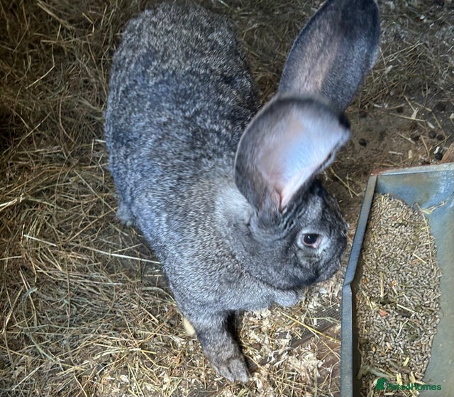 WE HAVE GOT THE WORLDS BIGGEST RABBITS for sale in Worcester | Pets4Homes