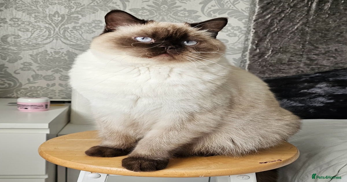 Registered BSH Chocolate Point for sale in Grimsby | Pets4Homes